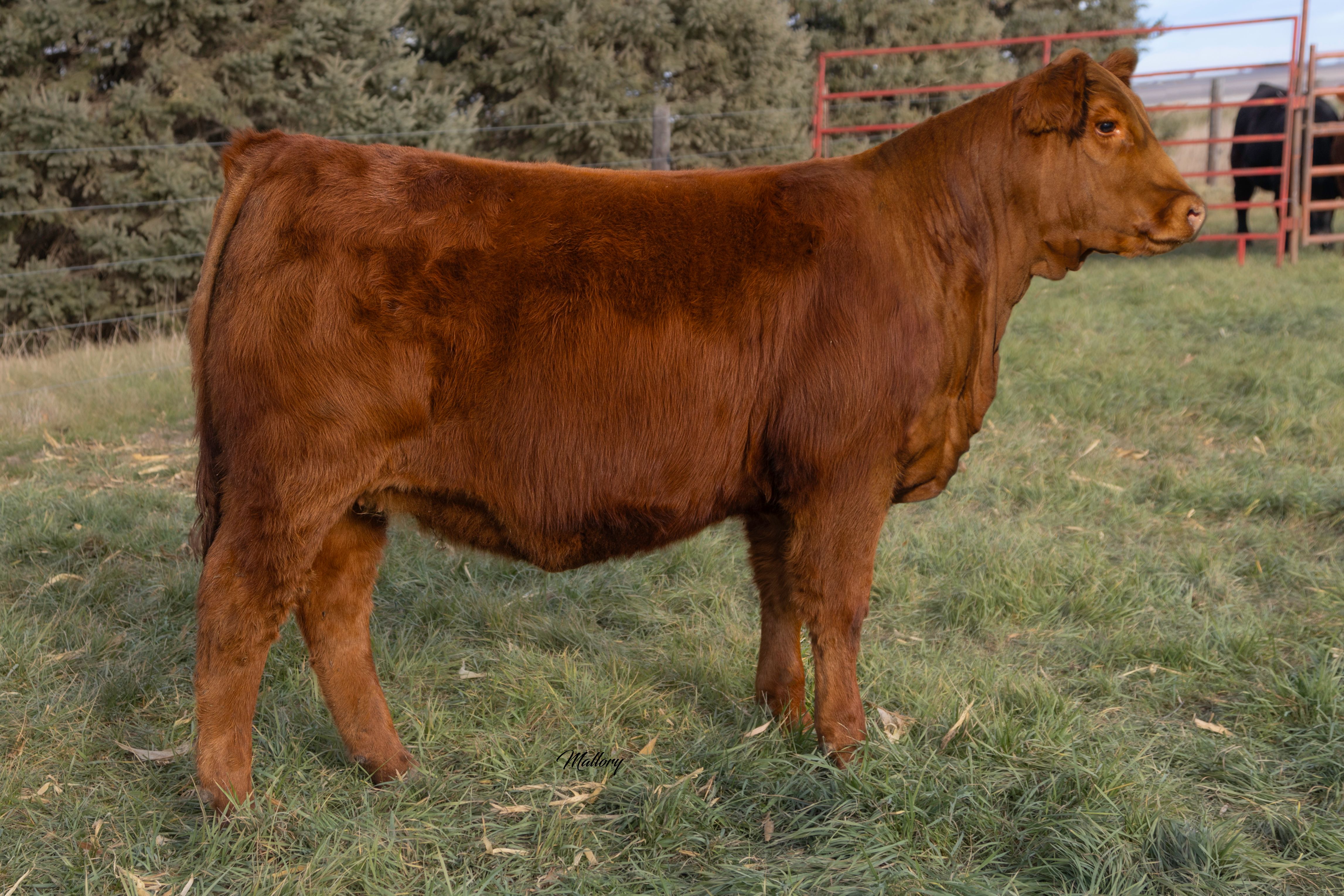 2024 Nine plus 1 Sale